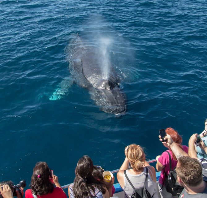 Newport Beach: Year-Round Whale Watching Cruise - Is It Worth the Price?