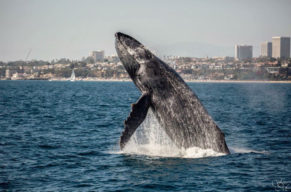 Newport Beach: Year-Round Whale Watching Cruise - Final Thoughts
