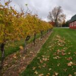 Niagara County Wine Tour and Tasting - Authentic Insights from Reviews