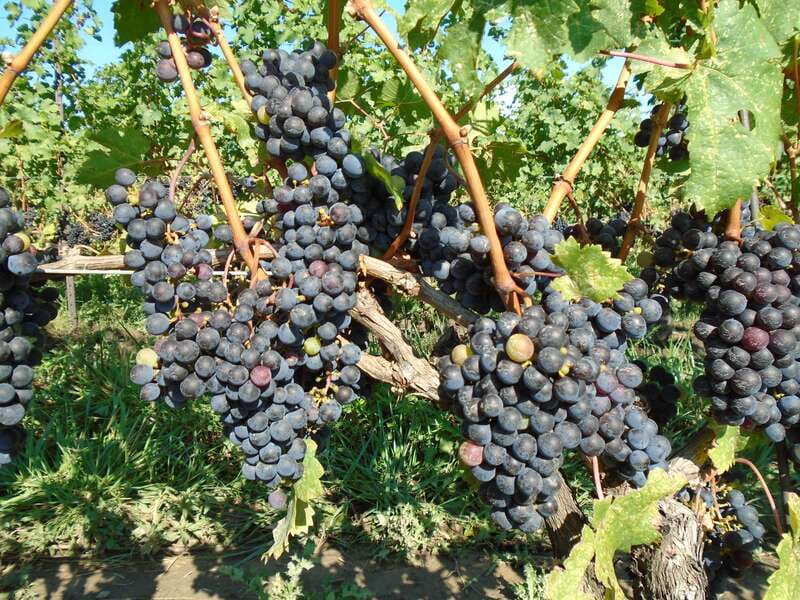 Niagara Falls, Canada: Full-Day Private Winery Tour - Key Points