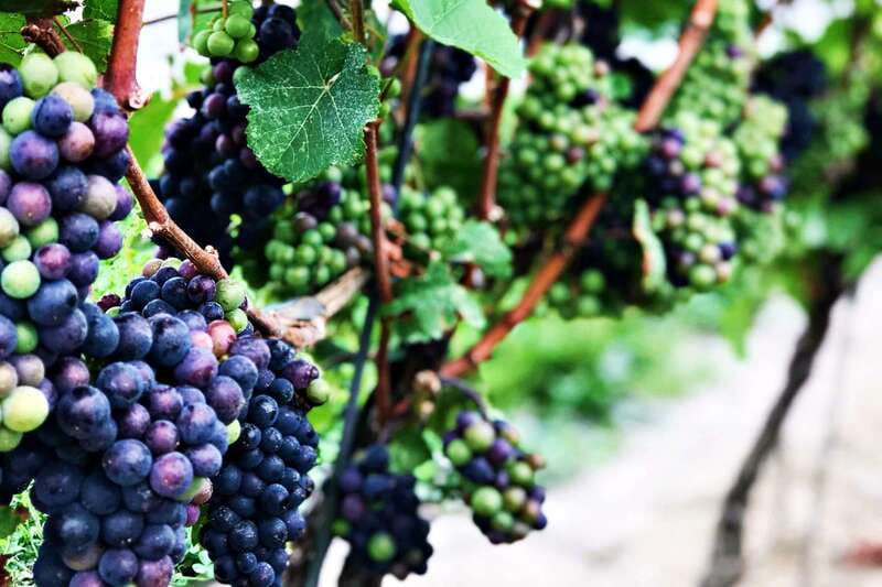 Niagara-on-the-Lake: Wine & Charcuterie Tour with Tastings - Key Points