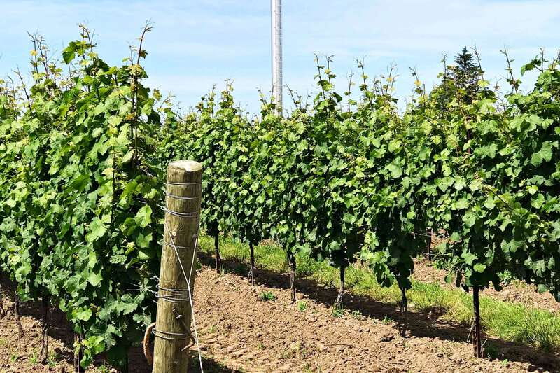 Niagara-on-the-Lake: Wine & Charcuterie Tour with Tastings - FAQ