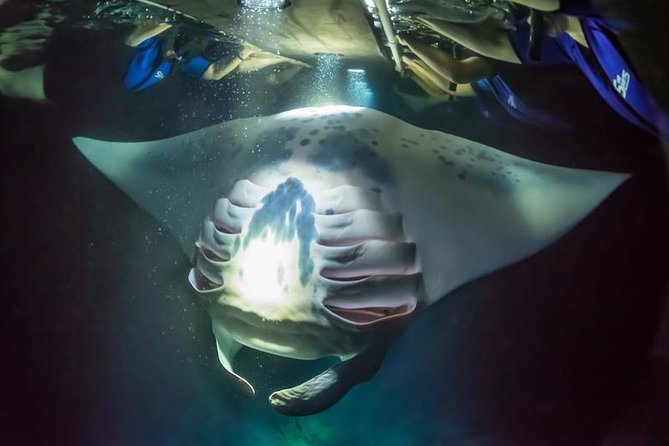 Night Manta Ray Experience - Authentic Experiences & What Reviewers Say