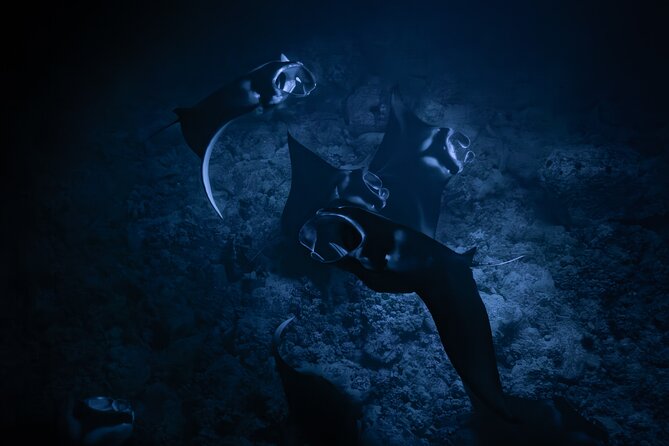 Night Manta Ray Snorkel with Videos - Key Points