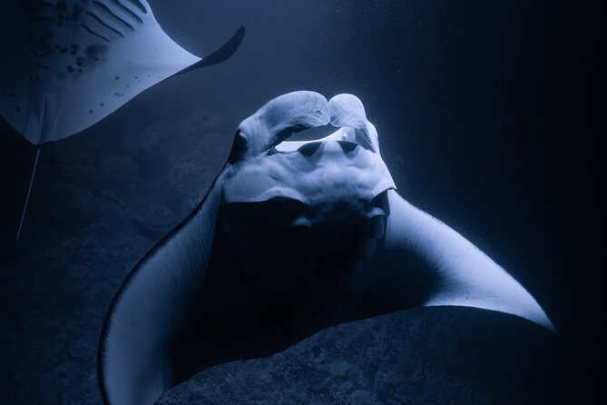 Night Manta Ray Snorkel with Videos - What’s Included and What to Bring