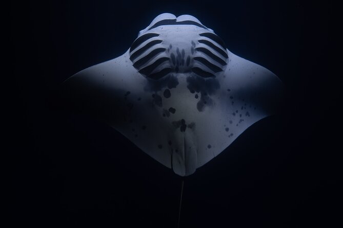 Night Manta Ray Snorkel with Videos - The Experience: Why It’s Special