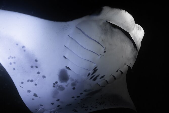 Night Manta Ray Snorkel with Videos - Compatibility and Suitability