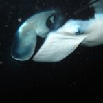 Night Manta Ray Tour | Departs from Keauhou Bay - What’s Included and What to Bring