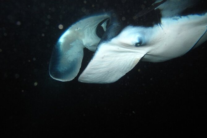 Night Manta Ray Tour | Departs from Keauhou Bay - What’s Included and What to Bring