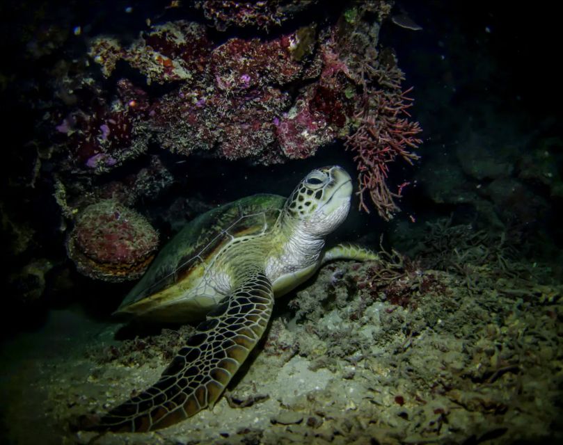 Night Time Snorkel At Turtle Town With Lights And Stars - Key Points