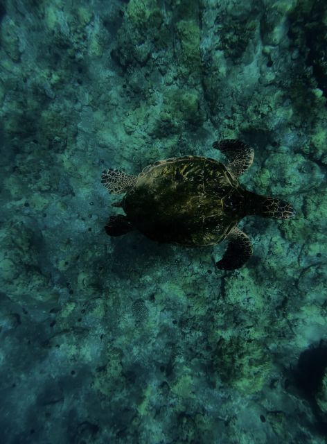 Night Time Snorkel At Turtle Town With Lights And Stars - Who Would Love This Experience?