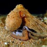 Night-Time Snorkel at TurtleTown with Stars, Lights, and Photos - The Experience: Pros and Cons