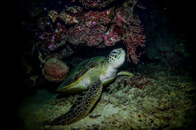Night-Time Snorkel at TurtleTown with Stars, Lights, and Photos - Who Is This Tour Best For?