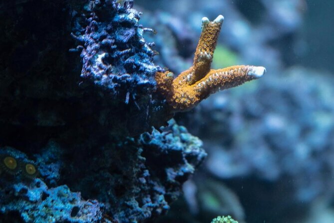 Night-Time Snorkel at TurtleTown with Stars, Lights, and Photos - FAQ