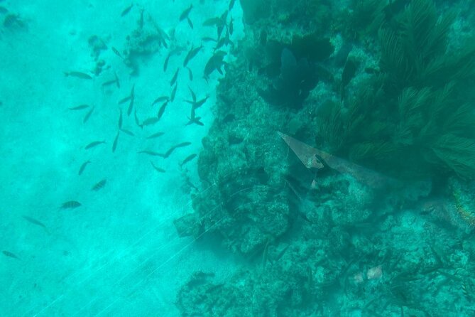 Night Tour Glass Bottom Boat in Islamorada - Is This Tour Worth the Price?
