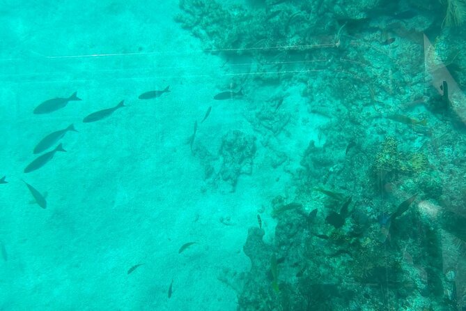 Night Tour Glass Bottom Boat in Islamorada - FAQ