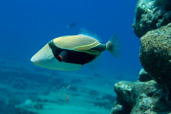 Ni'ihau and Na Pali Coast Snorkel Boat Tour - FAQ