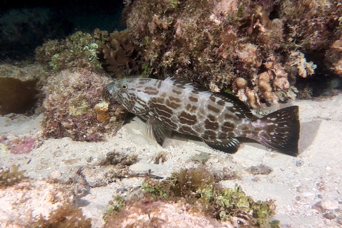 No Experience Required to Discover Scuba in Florida - The Guide and Experience Quality