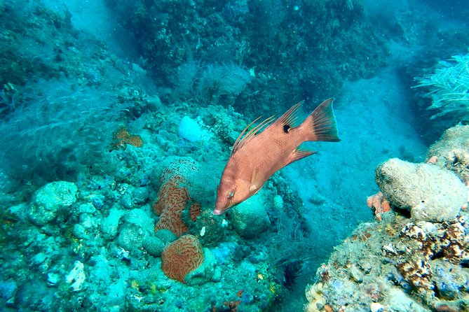 No Experience Required to Discover Scuba in Florida - The Pros and Cons