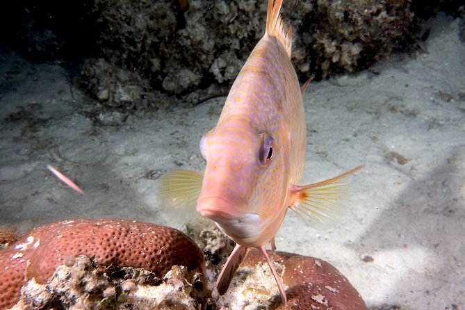 No Experience Required to Discover Scuba in Florida - Who Is This Tour Best Suited For?