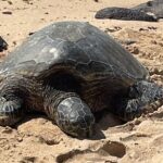 North Shore day,Waterfalls and Turtles Tour - Practical Details and What to Expect