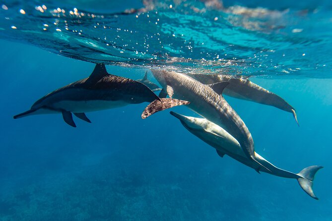 North Shore Oahu Snorkeling Tour - The Snorkeling Experience: What to Expect