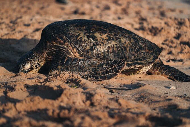 North Shore of Oahu Private Full-Day Tour with Local Guide - Final Thoughts