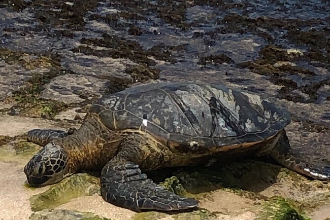 North Shore / Waimea, Falls Day & Swim with Turtles - Who Should Book This Tour?