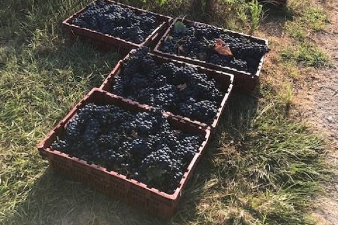 North Texas Wineries & Vineyards Tour & Tastings-6 person minimum - Key Points