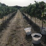 North Texas Wineries & Vineyards Tour & Tastings-6 person minimum - The Experience in Detail