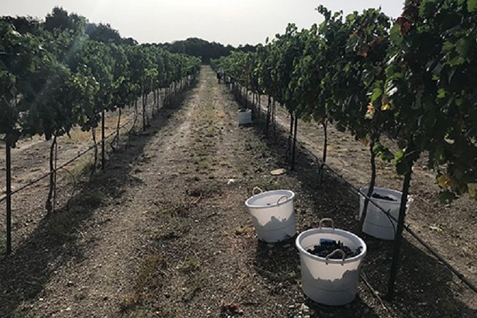 North Texas Wineries & Vineyards Tour & Tastings-6 person minimum - The Experience in Detail