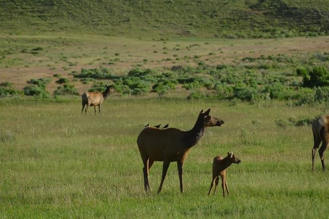 North Yellowstone Day Tour (Lamar Valley) Private Day Tour - FAQs