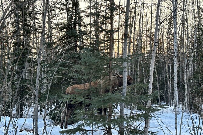 Northern Lights at Chena Hot Springs - A Detailed Look at the Tour Experience