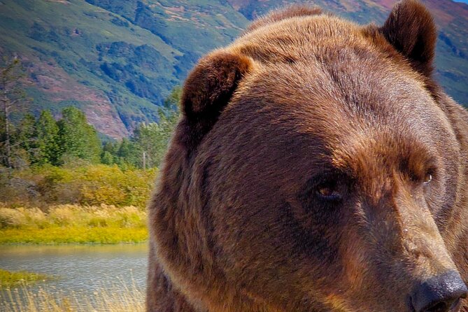 Northern Lights Experience in Anchorage - Authentic Experiences Shared by Reviewers