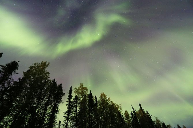 Northern Lights Viewing including Dinner and 1-Hour Dog Sledding - Authentic Reviews in Context