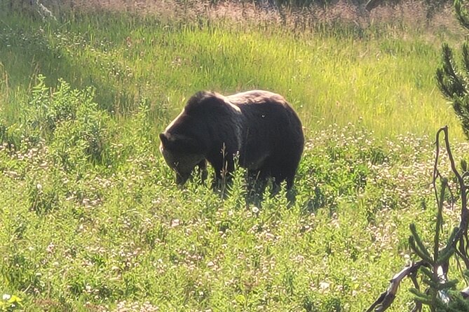 Northern Yellowstone Safari from Cody, WY - The Itinerary Breakdown: What to Expect