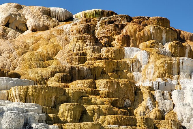 Northern Yellowstone Safari from Cody, WY - Why This Tour Could Be Perfect For You