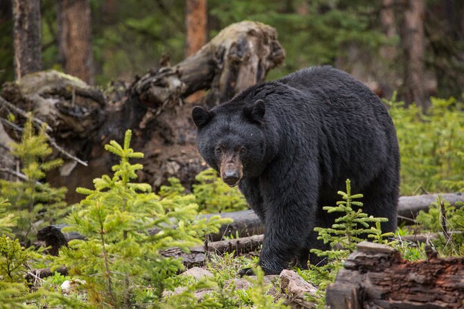 Northern Yellowstone Safari from Cody, WY - Final Thoughts