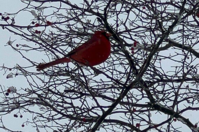 NYC Beginner Private Birdwatching Tour - Key Points