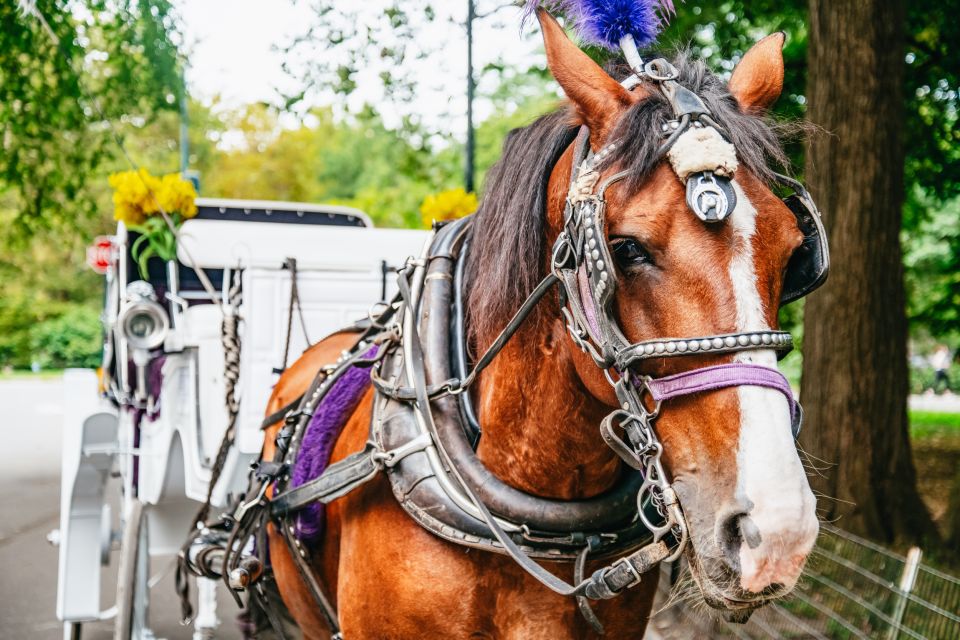 NYC: Guided Central Park Horse Carriage Ride - Final Thoughts: Is It Worth It?