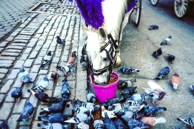 NYC Horse Carriage Ride in Central Park (50 Min. Up to 4 Adults) - Pricing and Value for Money