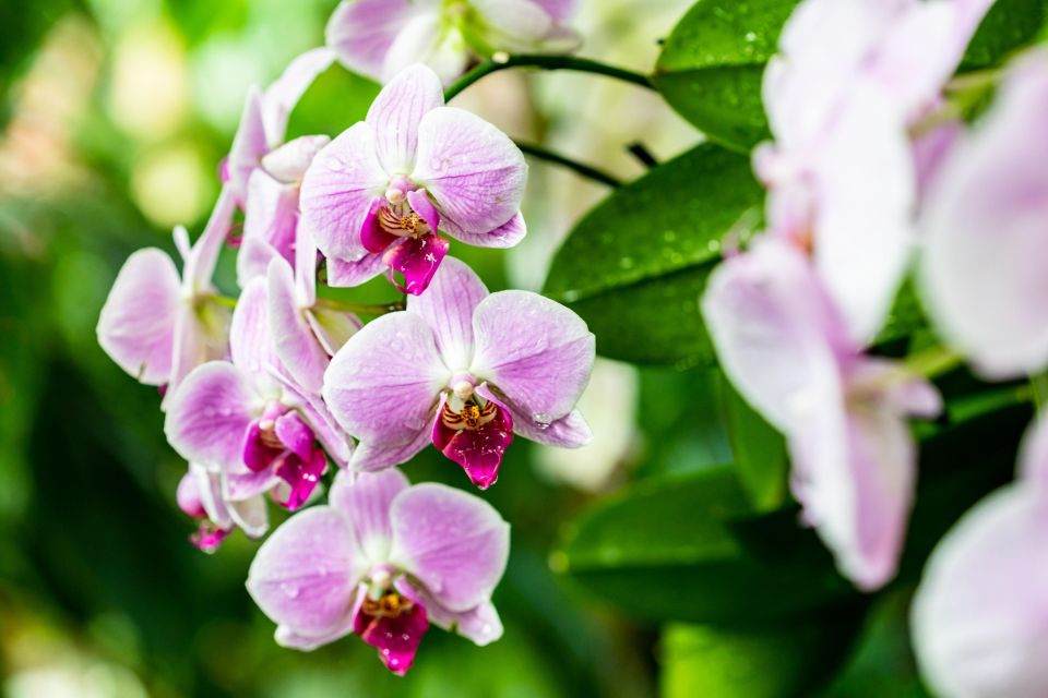 NYC: New York Botanical Garden Pass with Orchid Show Option - FAQ