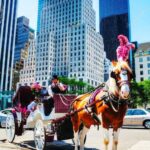 NYC Private Central Park Horse Carriage Ride with Guide - What to Expect on Your Tour