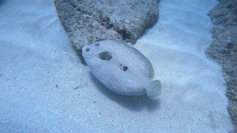 Oahu: Beginner SCUBA Dive at Electric Beach - Key Points