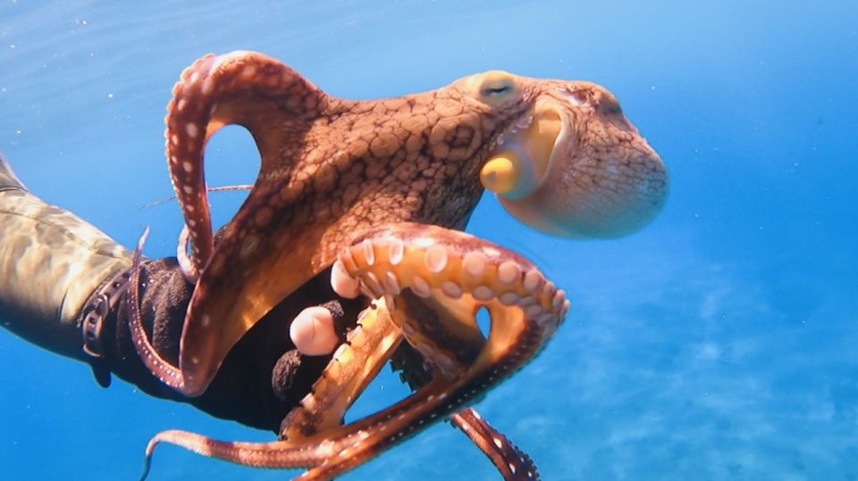Oahu: Beginner SCUBA Dive at Electric Beach - What’s Included and What to Bring
