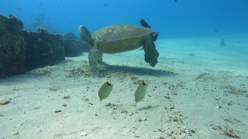 Oahu: Beginner SCUBA Dive at Electric Beach - Group Size, Timing, and Flexibility