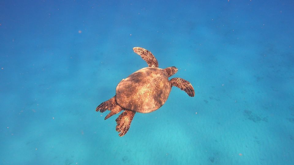 Oahu: Beginner SCUBA Dive at Electric Beach - Location and Logistics