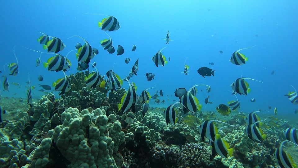 Oahu: Beginner SCUBA Dive at Electric Beach - Real User Insights