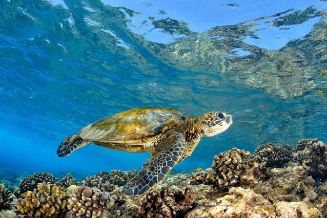 Oahu Circle Island: Snorkel with Turtles & Explore Turtle Beach - Final Thoughts
