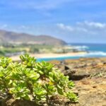 Oahu Custom Private Circle Island and Mini Circle Island Tours - Who Will Love This Tour?